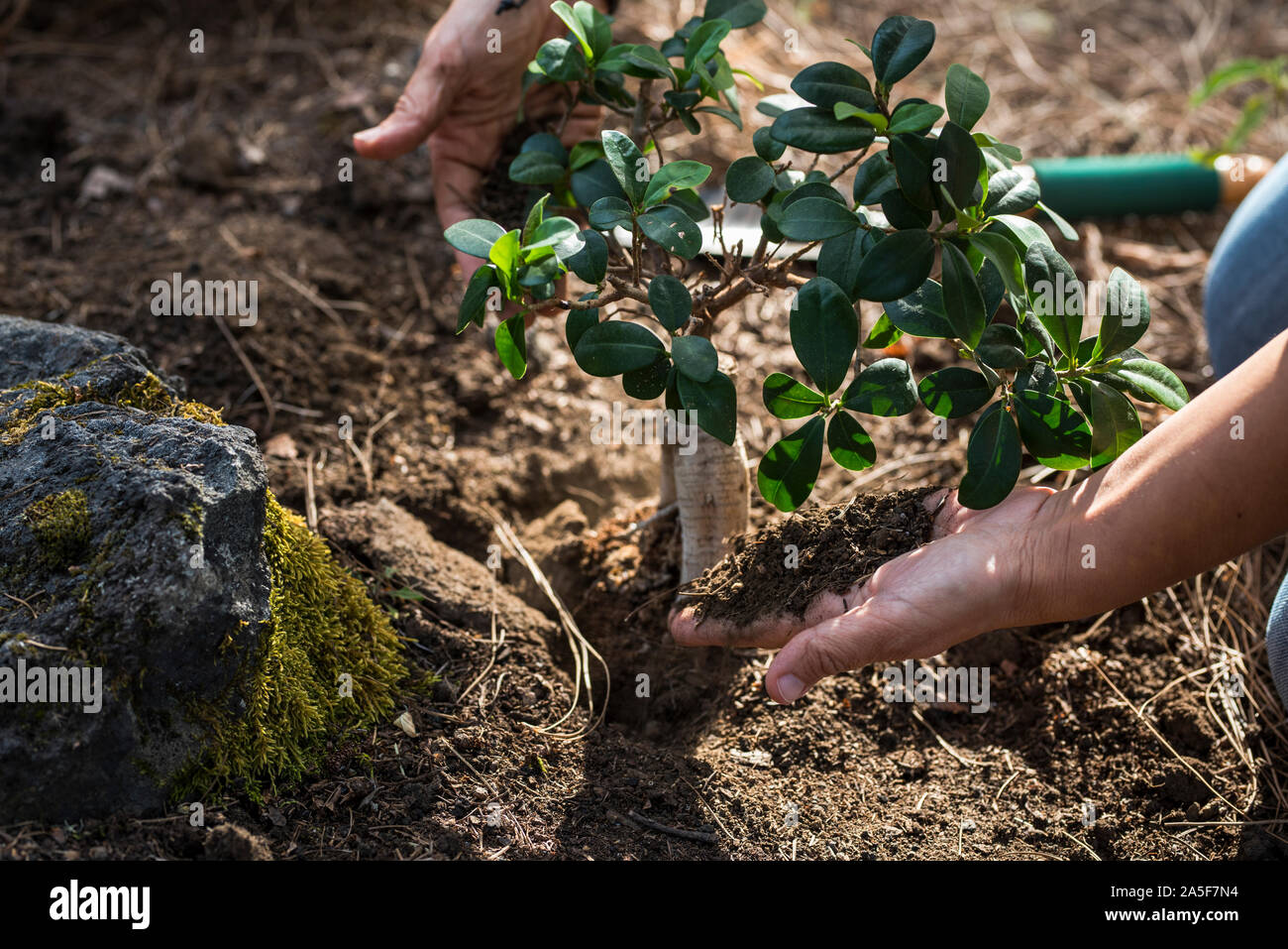 Woman planting tree hi-res stock photography and images - Alamy