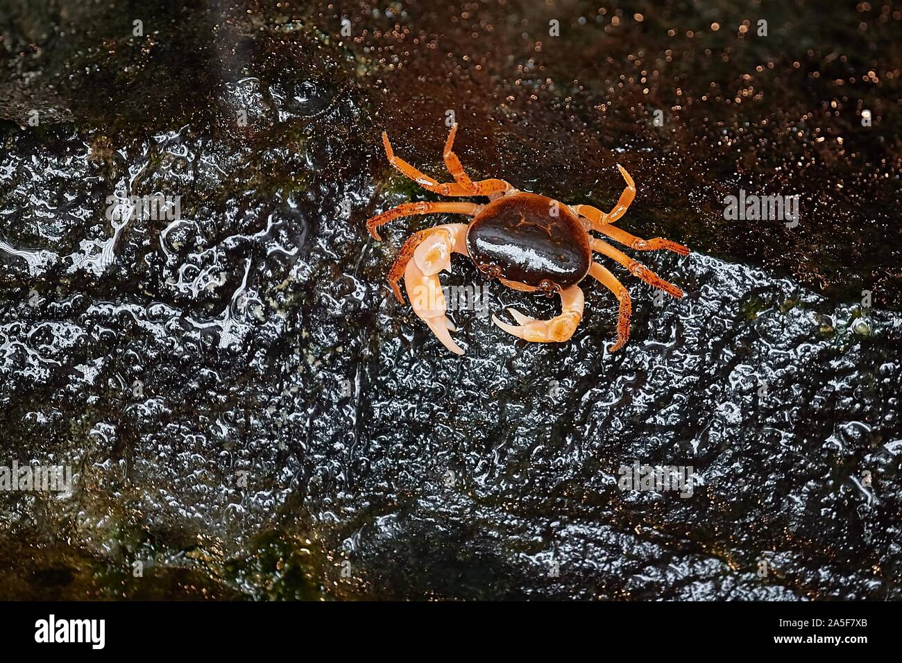 Japanese Freshwater Crab Stock Photo - Alamy