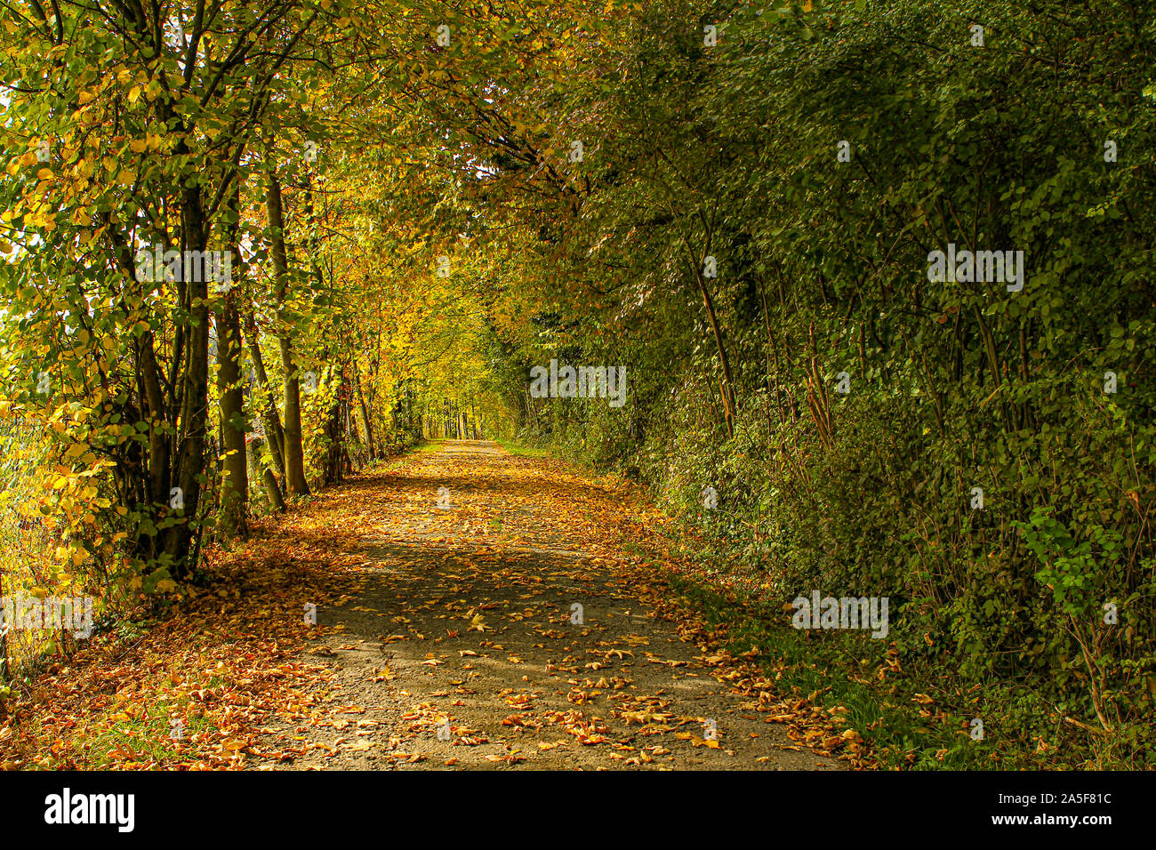 Colorfull autum leaves in orange, red, green fall colors Stock Photo ...