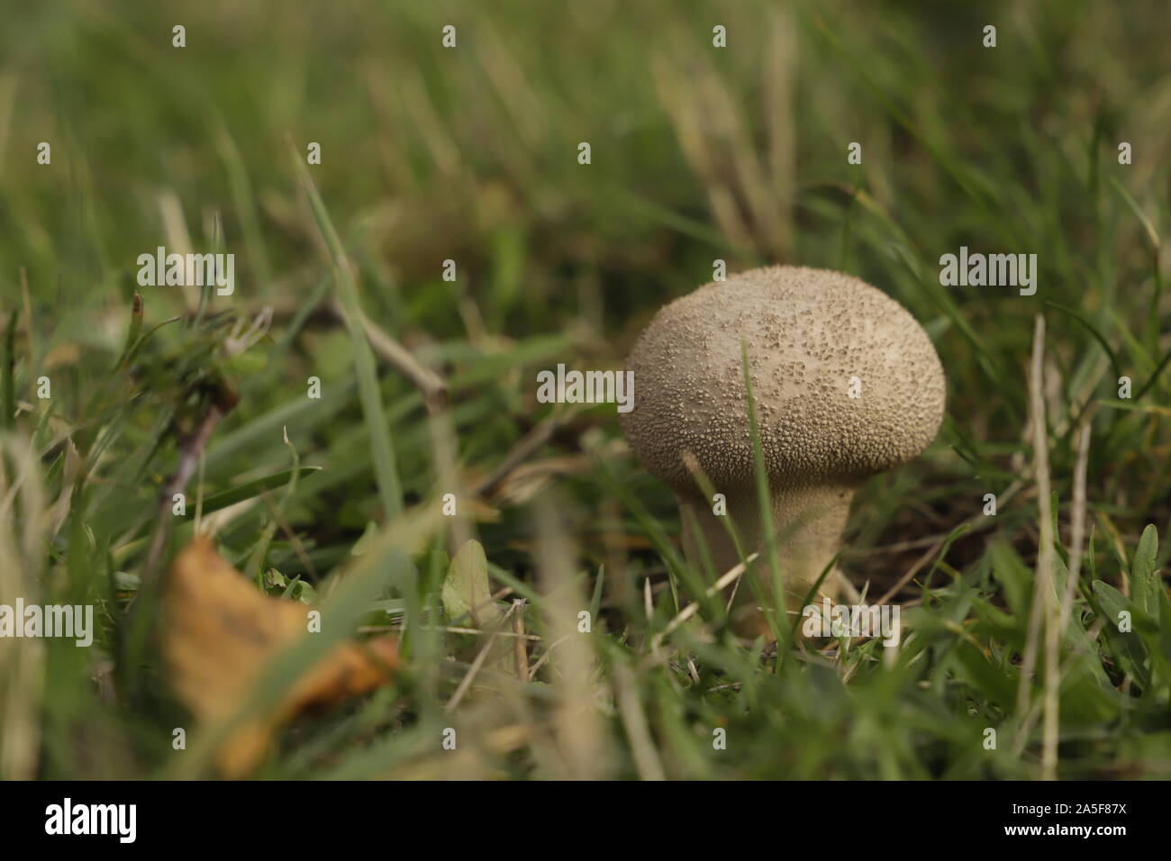 Leopard earth ball fungus scleroderma hi-res stock photography and ...