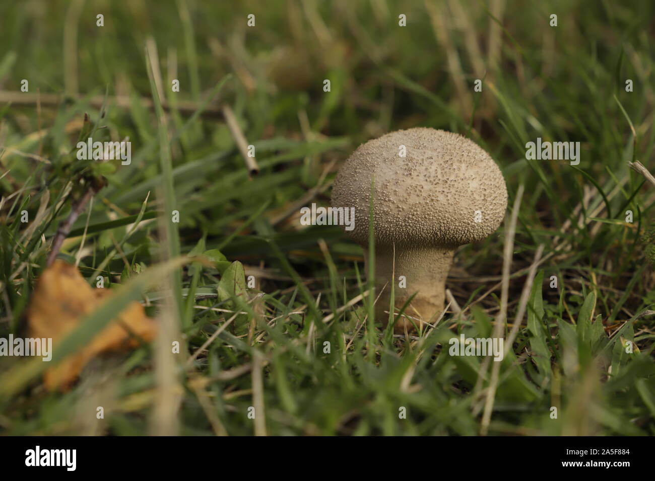 Scleroderma areolatum or Leopard earthball a poisonous mushroom Stock ...