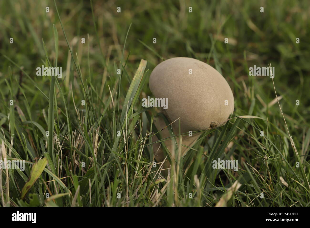 Scleroderma areolatum or Leopard earthball a poisonous mushroom Stock ...