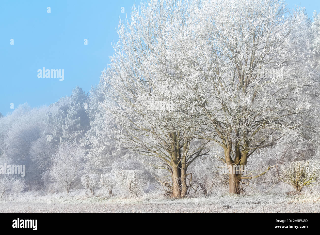 Frozen winter trees landscape. Freezing fog covered trees in an English ...