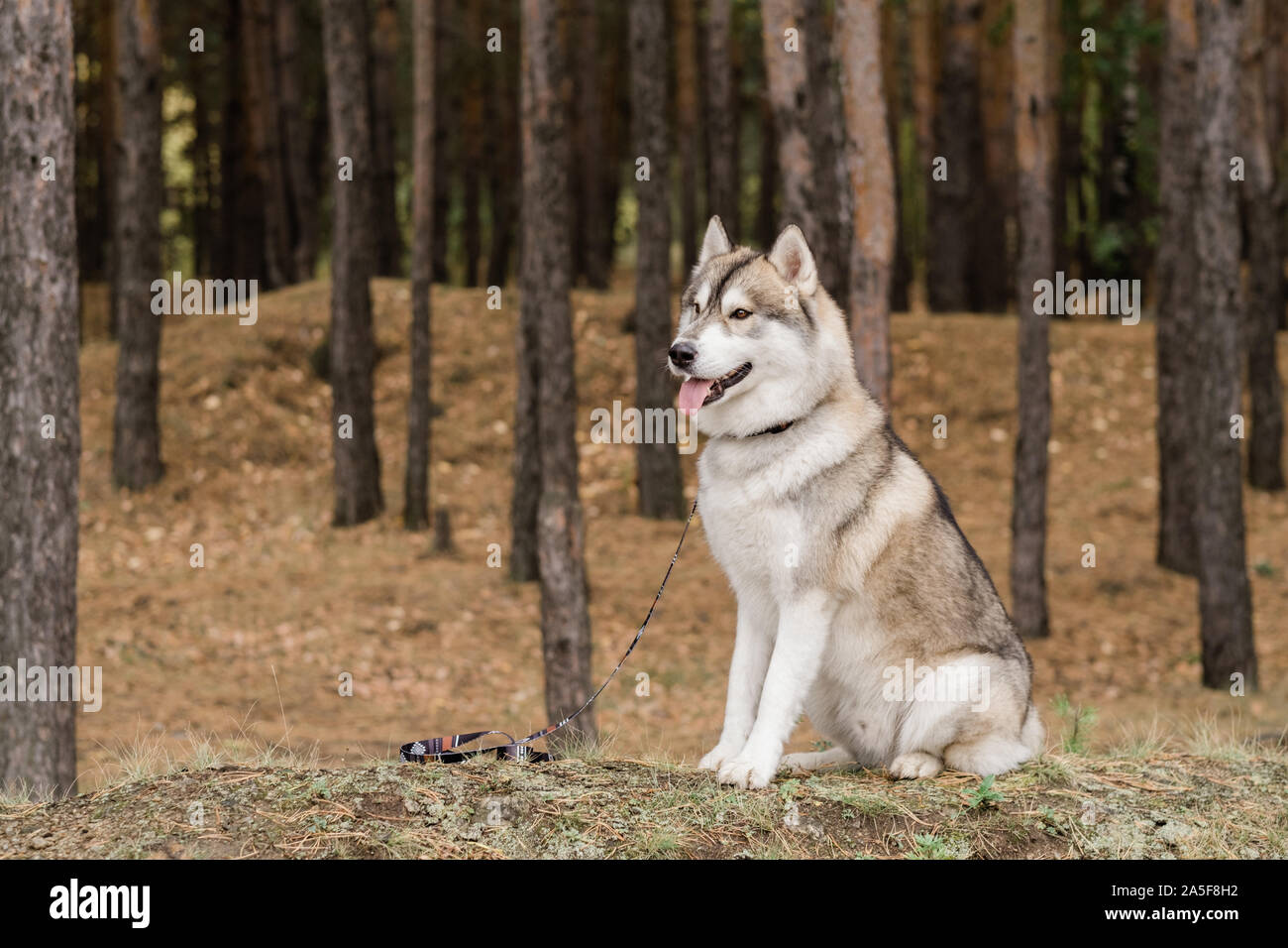 Cute fluffy purebred husky dog with collar and leash sitting in the ...