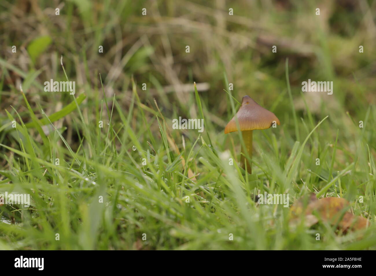 Toad pictures hi-res stock photography and images - Alamy