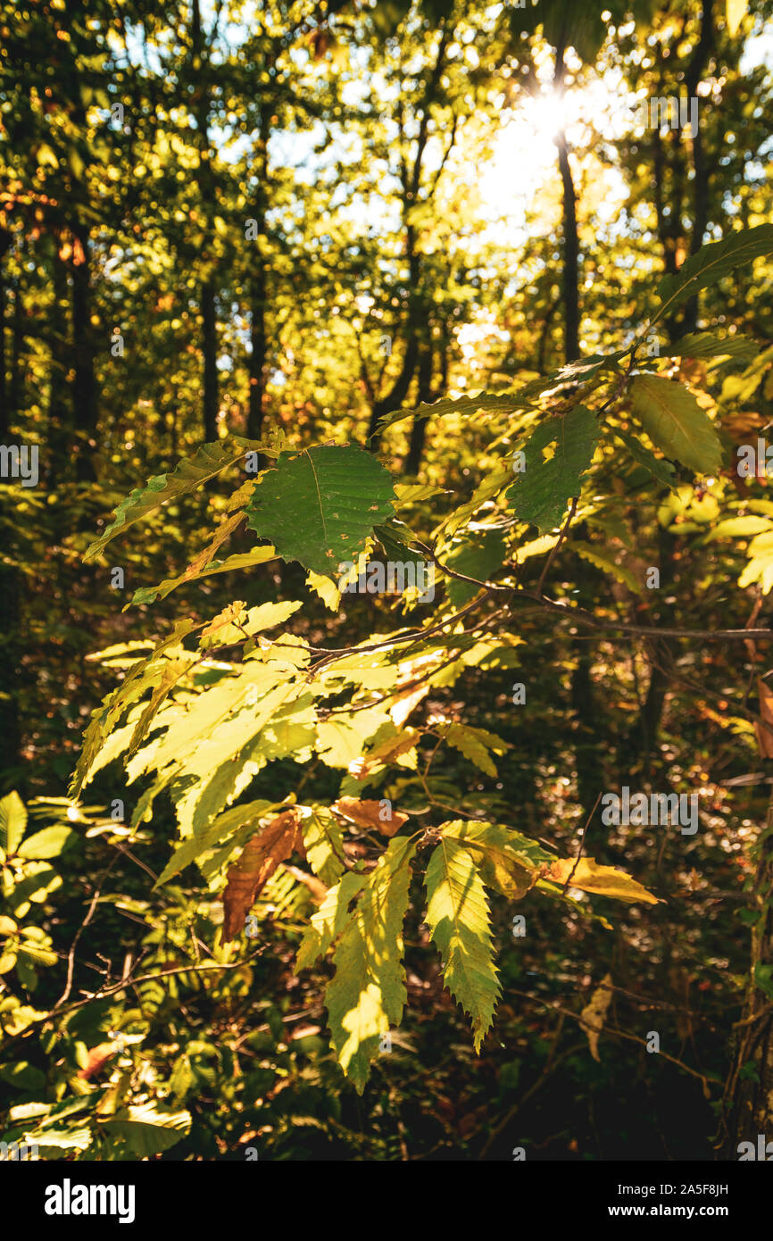 Autumn light, through the leaves and branches. Unfocused background ...