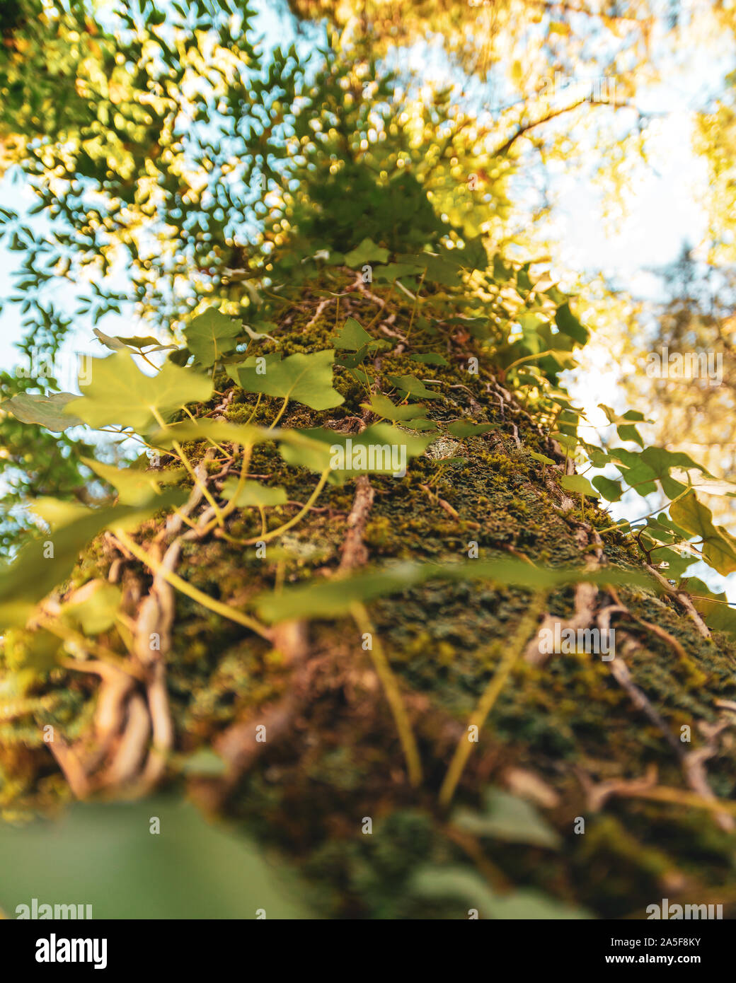 Nature detail. Creepers on tree trunk with unfocused background in ...