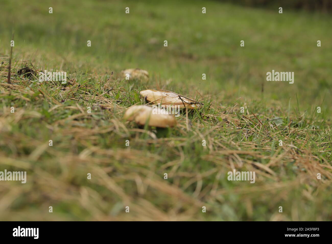 Cavalier mushroom hi-res stock photography and images - Alamy