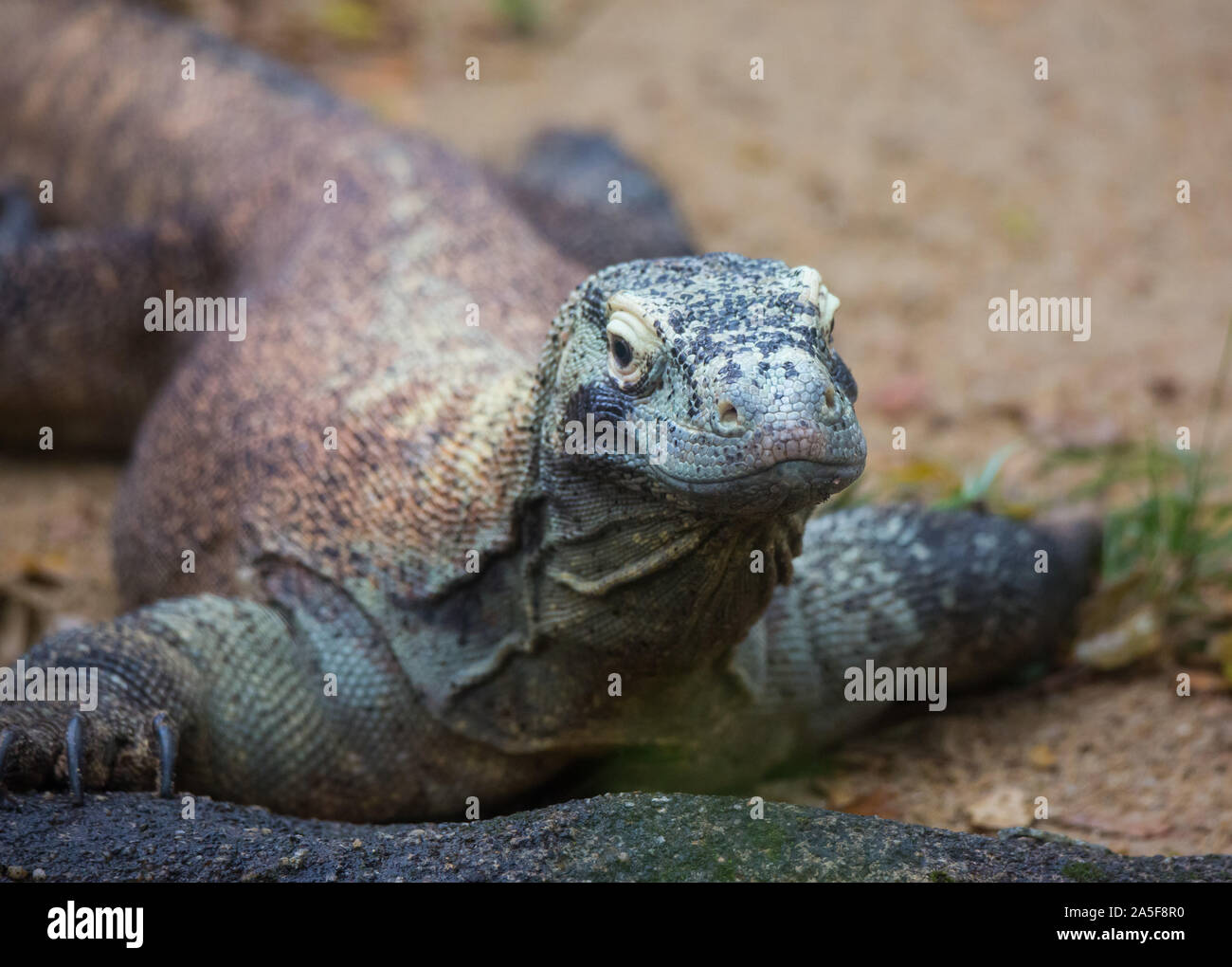 Closeup portrait of Komodo Dragon, the largest lizard in the world ...