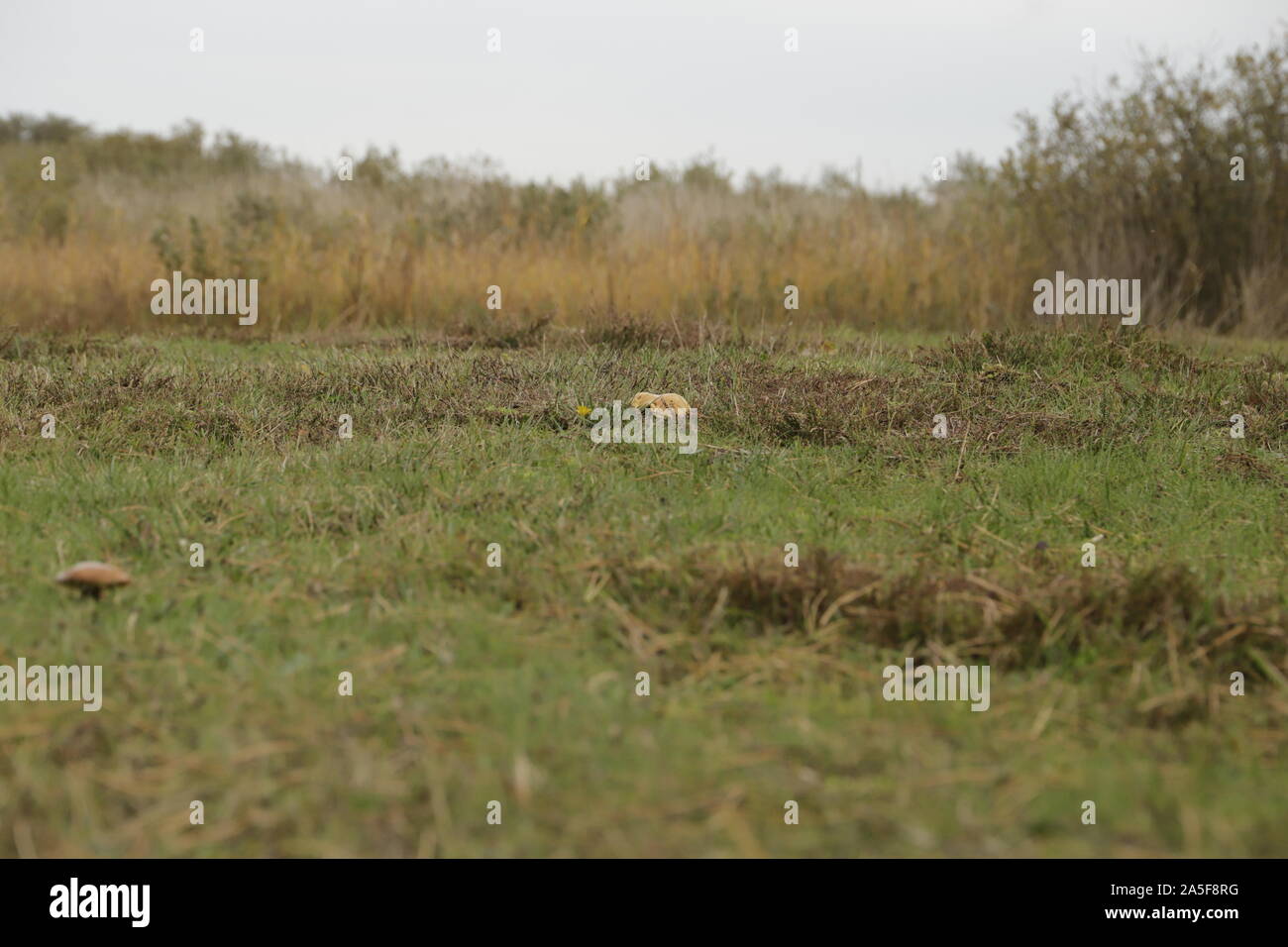 Cavalier mushroom hi-res stock photography and images - Alamy