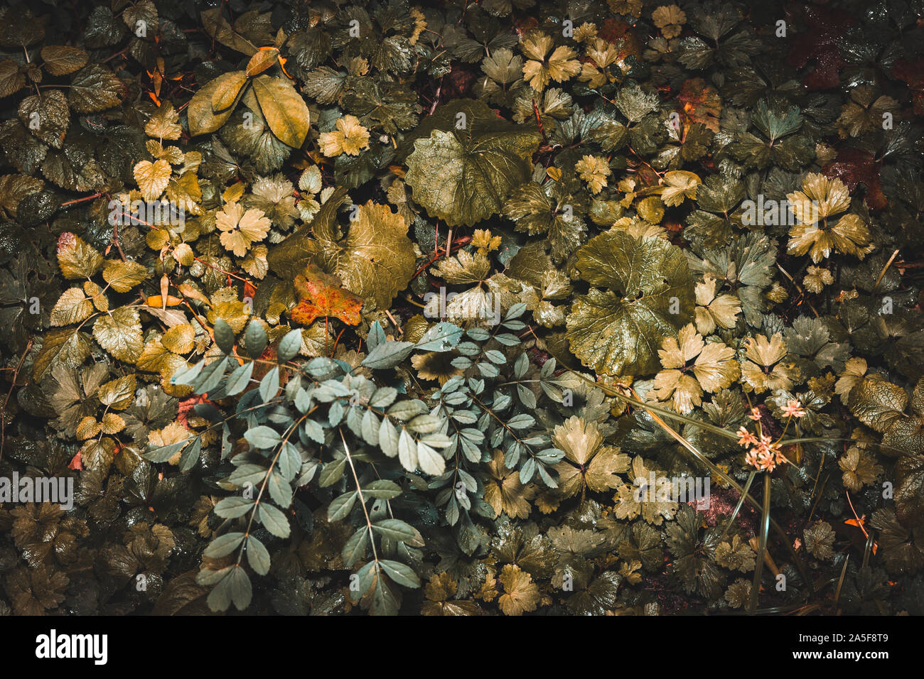 Ochre colored leaves hi-res stock photography and images - Alamy