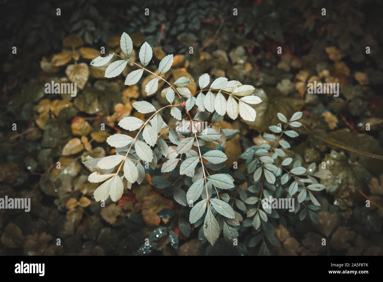 Autumn ochre leaves after rain background Stock Photo - Alamy