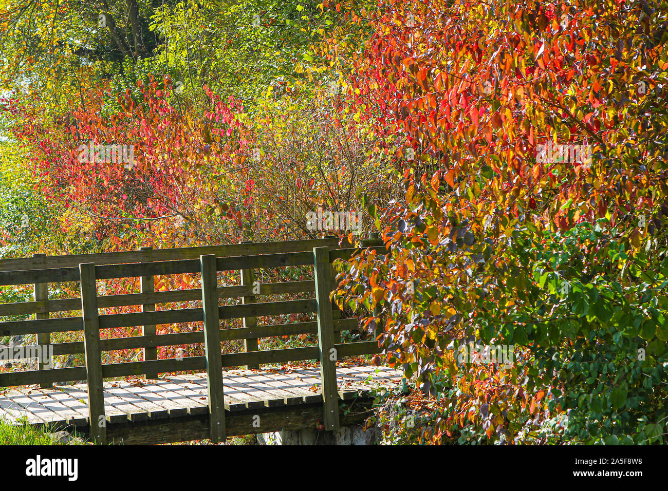 Gold leaves in sun hi-res stock photography and images - Alamy