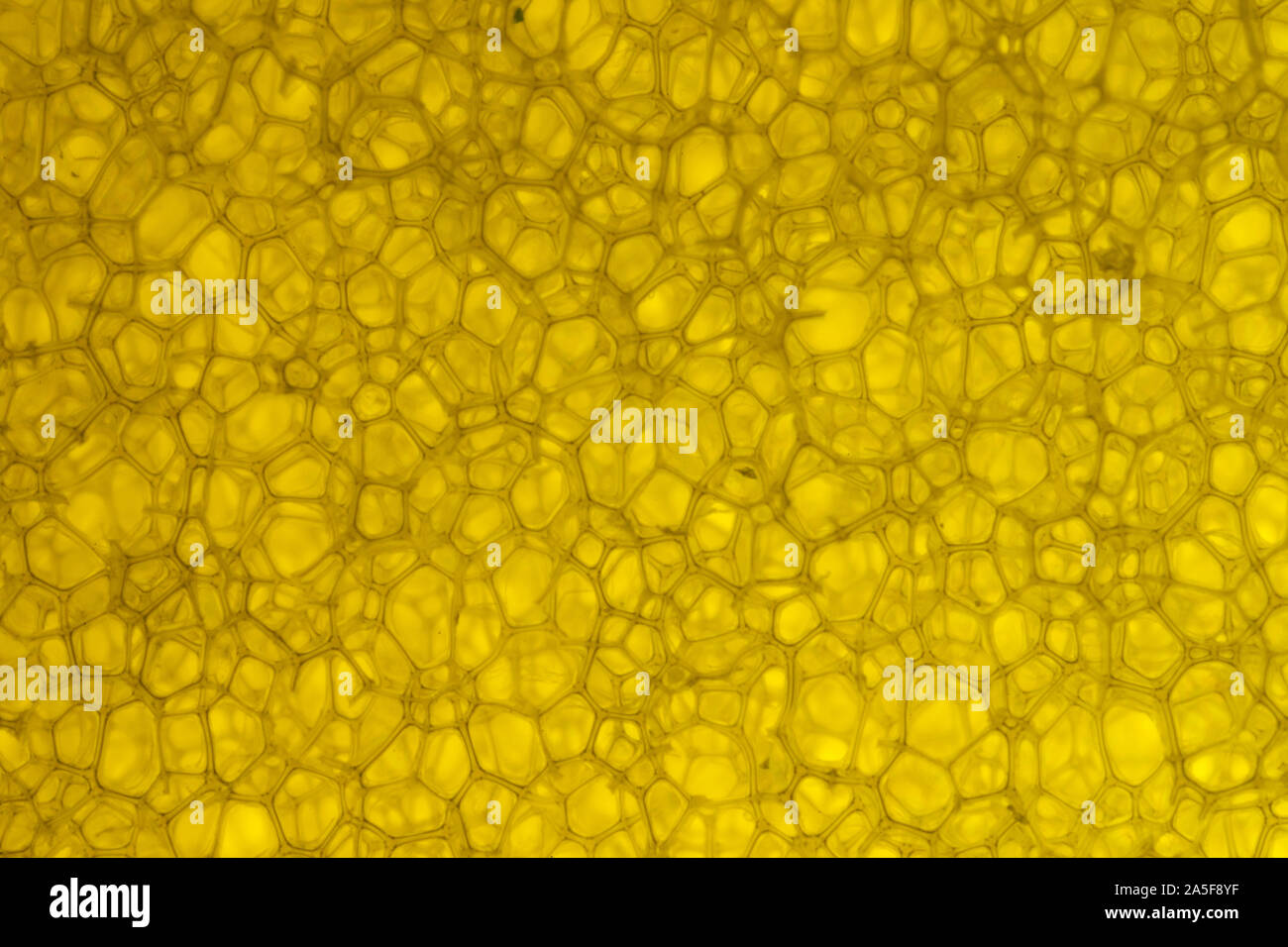 Washing up sponge hi-res stock photography and images - Alamy