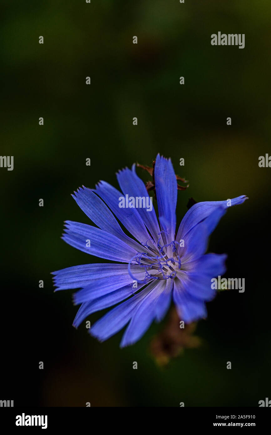 Succori hi-res stock photography and images - Alamy