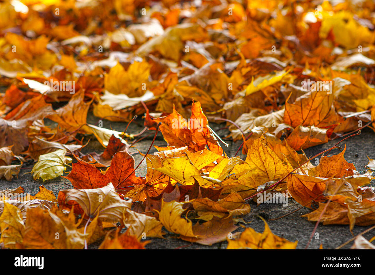 Red And Brown Fall Leaves