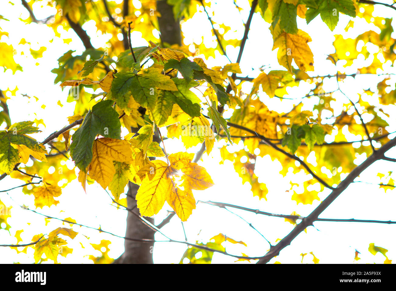 Leaves in autum colors hi-res stock photography and images - Alamy