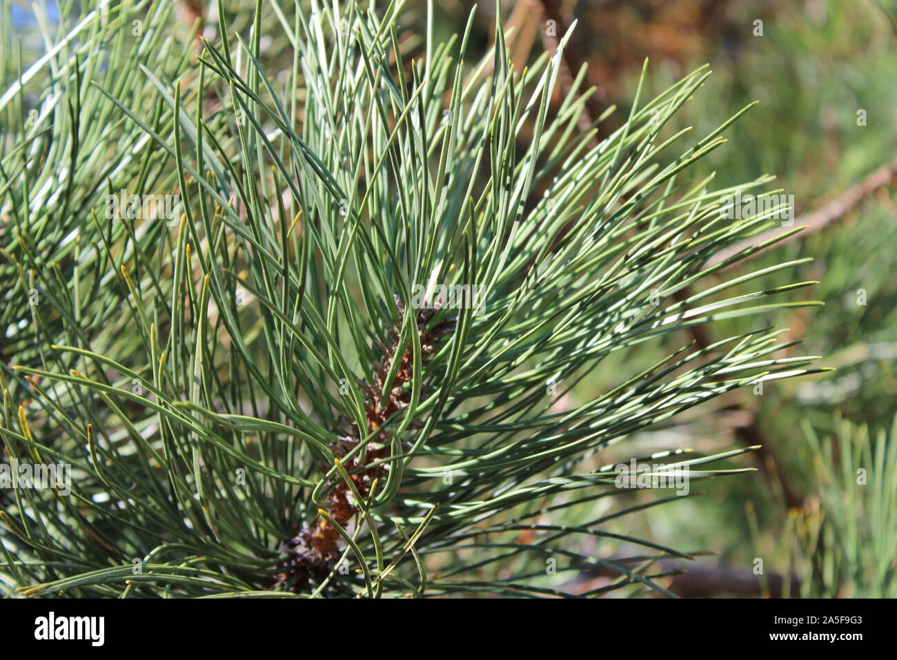 Pine needles hi-res stock photography and images - Alamy