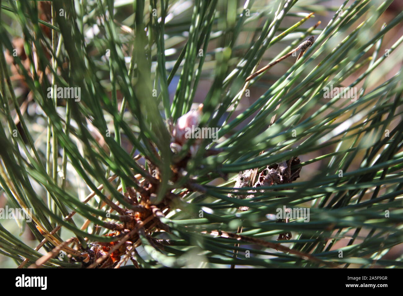 White pine tree hi-res stock photography and images - Alamy