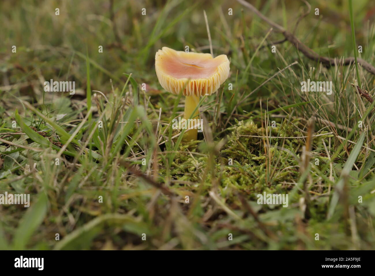 Brown toad stool in the grass and moss Stock Photo - Alamy