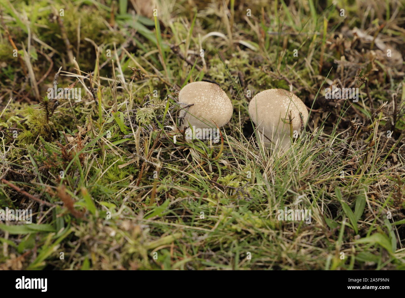 Leopard earth ball fungus scleroderma hi-res stock photography and ...
