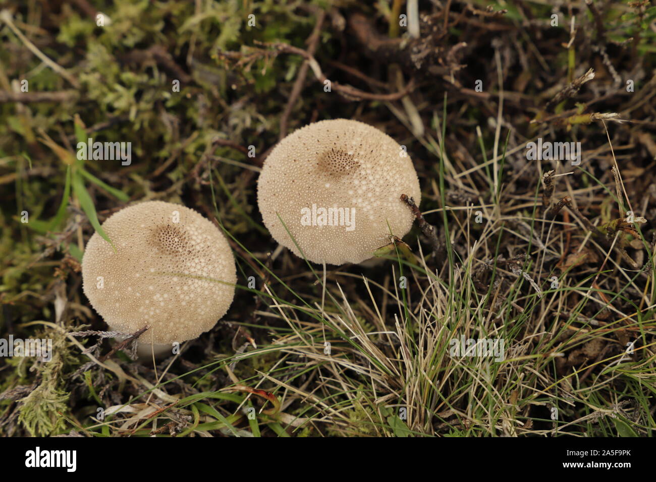Leopard earth ball fungus scleroderma hi-res stock photography and ...