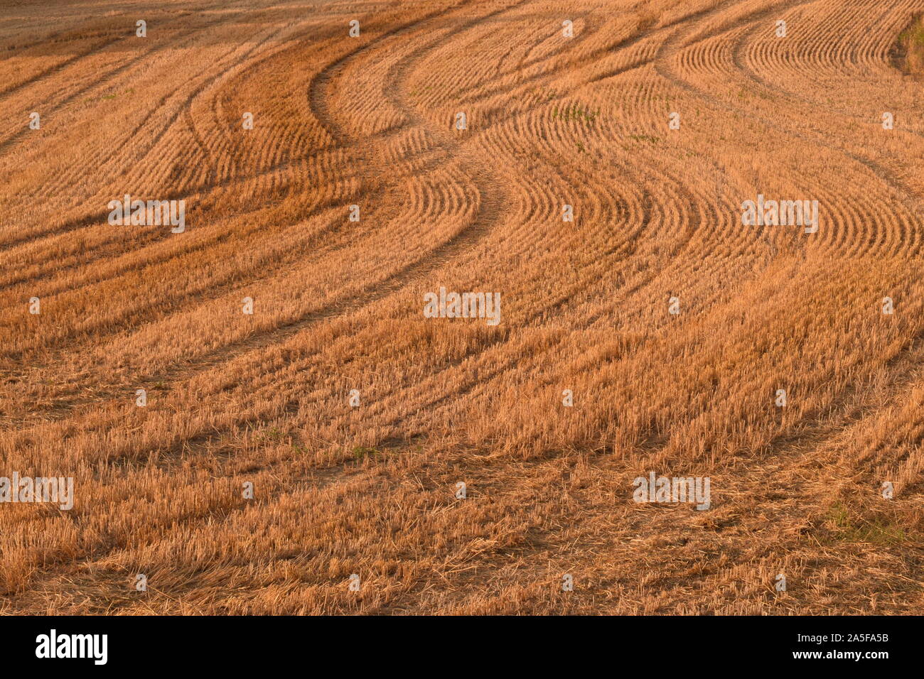 Shapes and curved lines in the orange wheat fields Stock Photo - Alamy