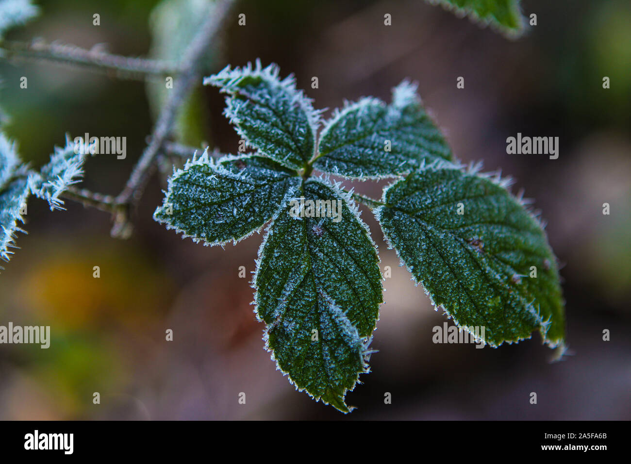 Ice crystals on grass in the morning after a cold night Stock Photo - Alamy