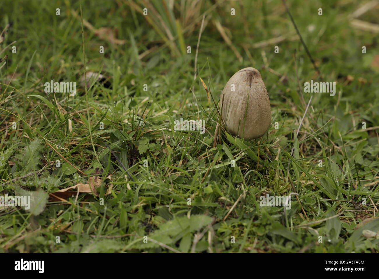 Coprinopsis atramentaria or Ink cap mushroom Stock Photo - Alamy