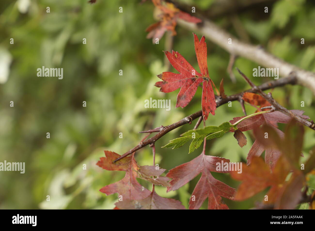 Colorful leaves in the autumn Stock Photo - Alamy