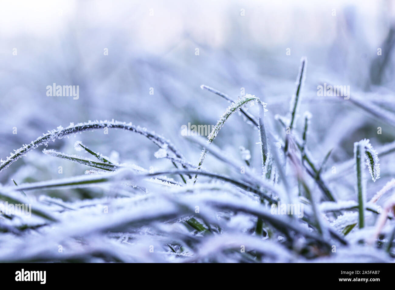 Morning in garden after cold night hi-res stock photography and images ...