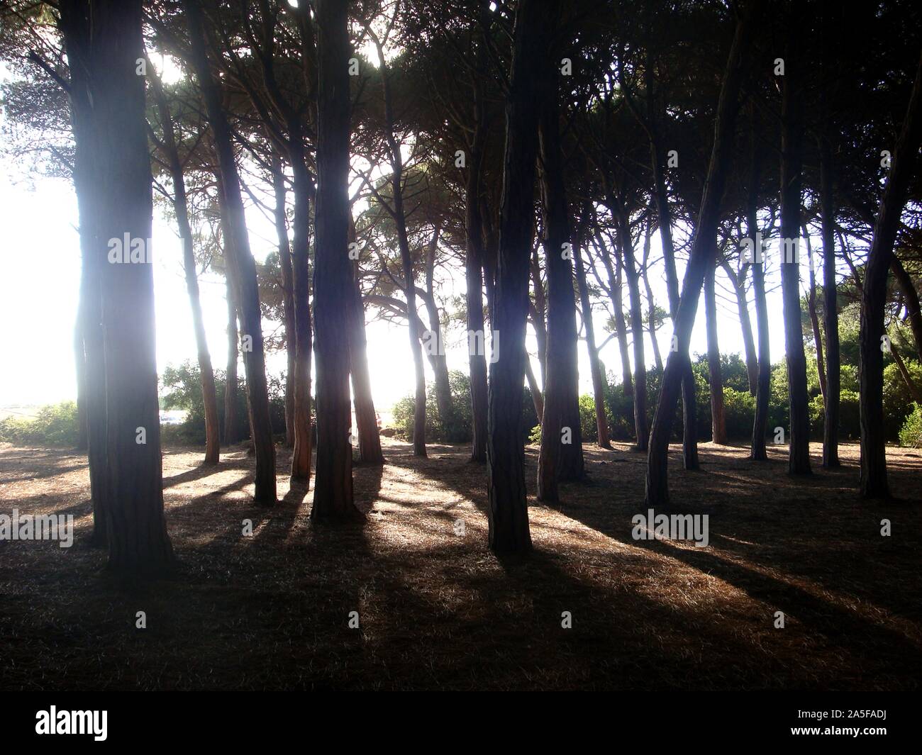 a glimpse of a pine forest in Salento Stock Photo - Alamy