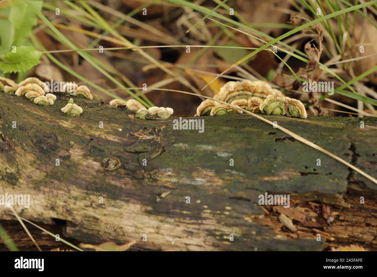 Lumpy bracket fungus grows on tree trunks Stock Photo - Alamy