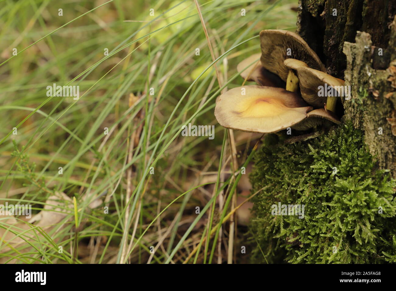 Lumpy bracket fungus grows on tree trunks Stock Photo - Alamy