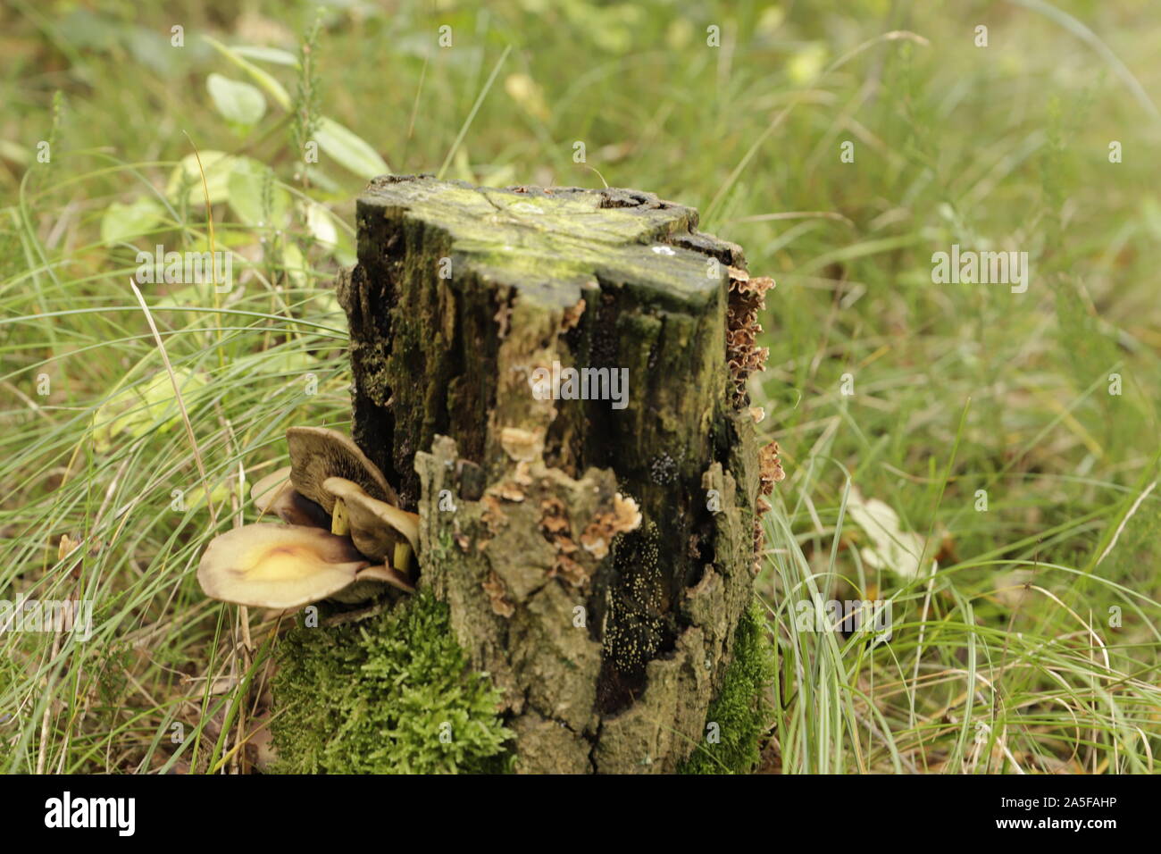 Lumpy bracket fungus grows on tree trunks Stock Photo - Alamy