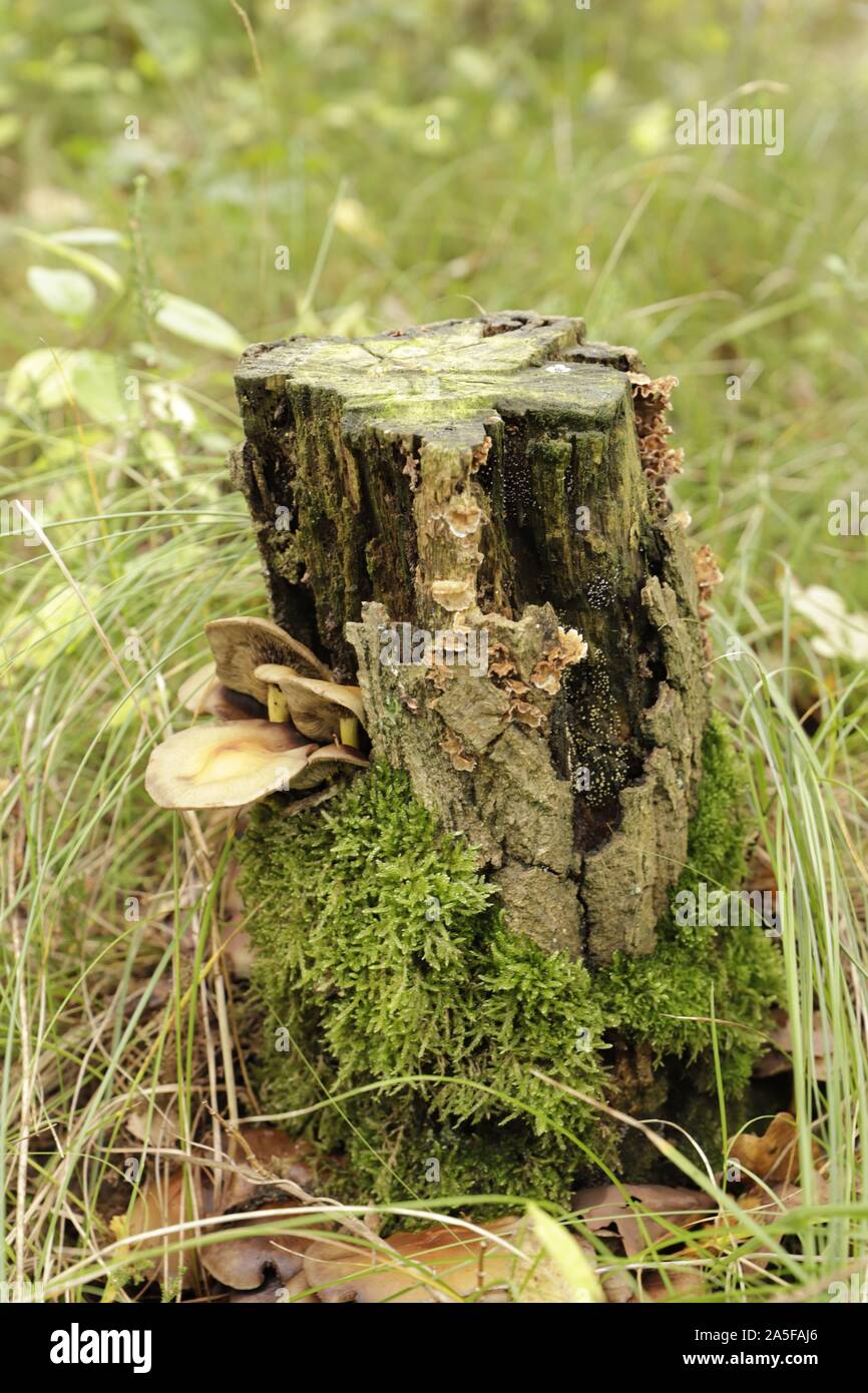 Lumpy bracket fungus grows on tree trunks Stock Photo - Alamy