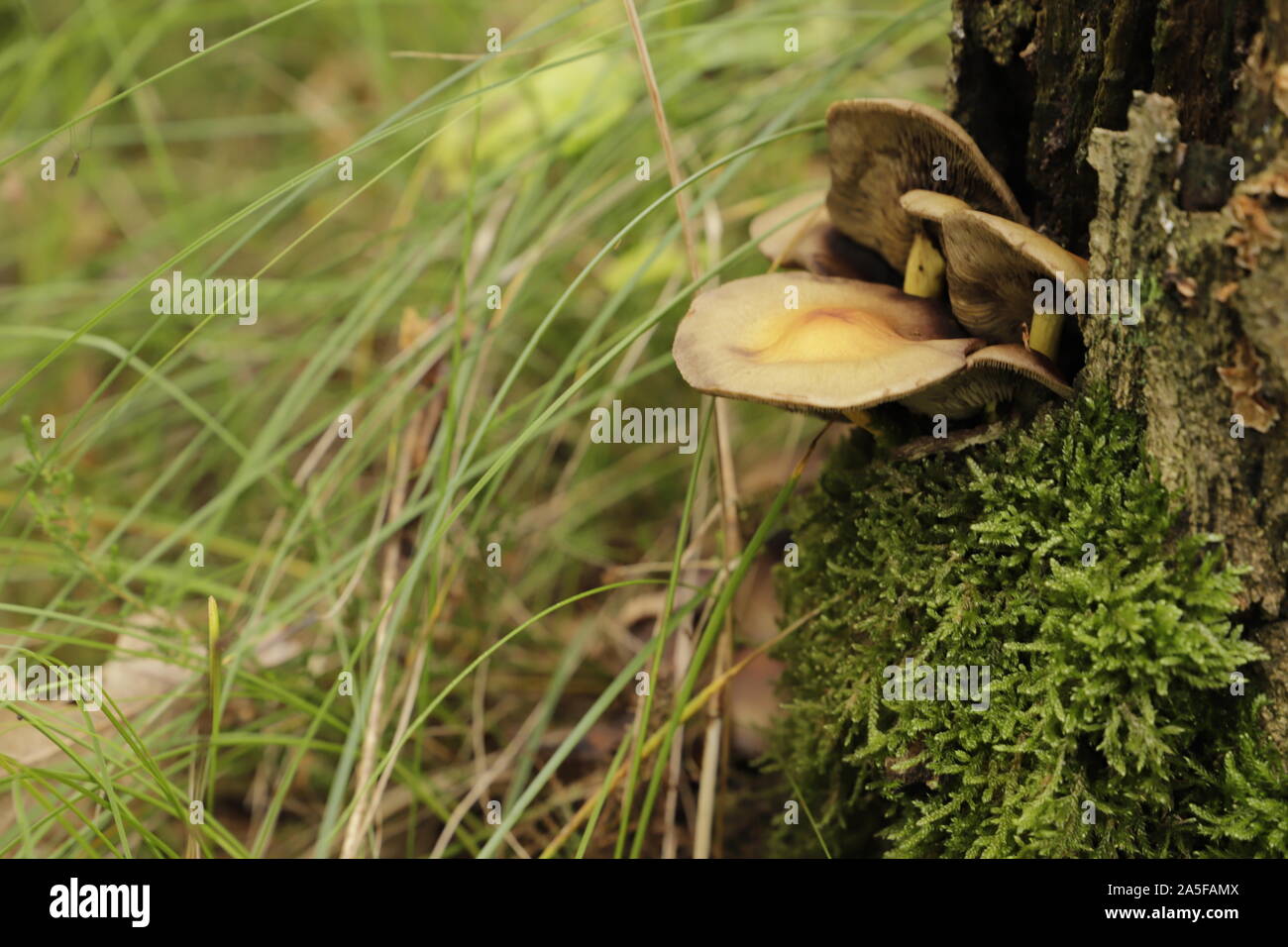Lumpy bracket fungus grows on tree trunks Stock Photo - Alamy