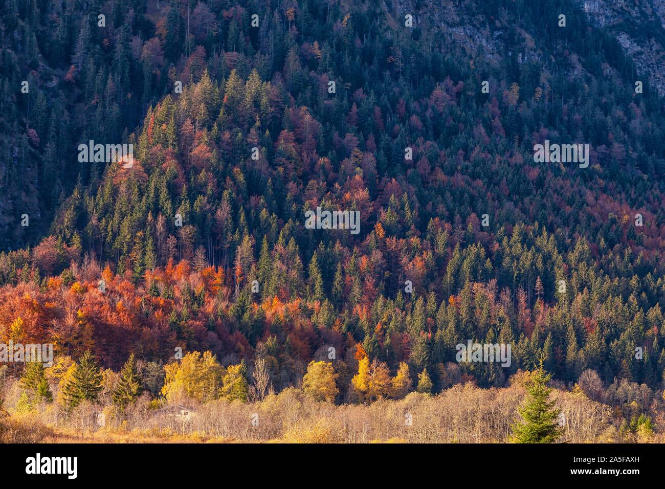Summer autumn colour hi-res stock photography and images - Alamy