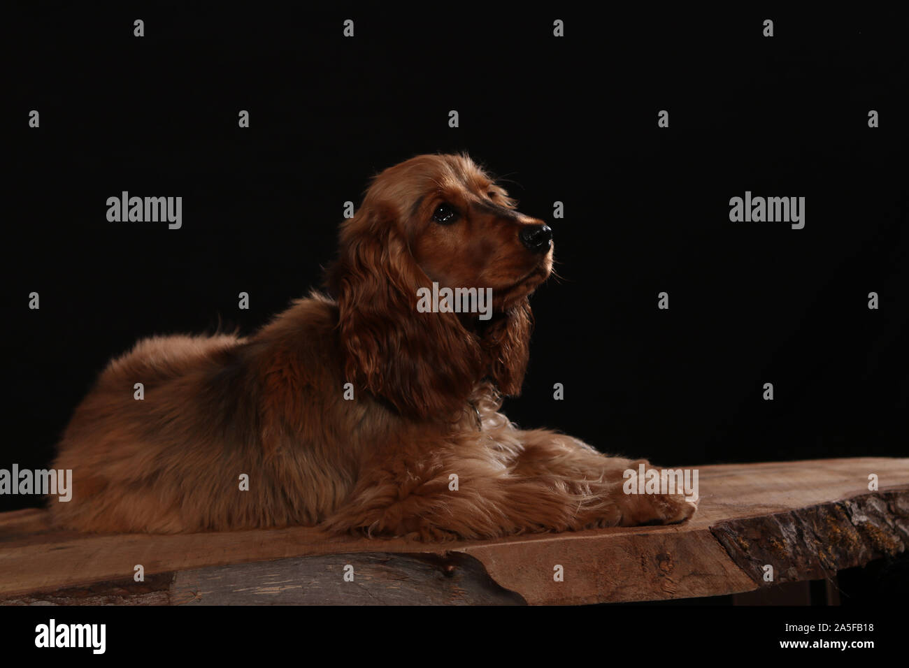 Dogs shot in Studio on black and natural backgrounds. Posing and ...