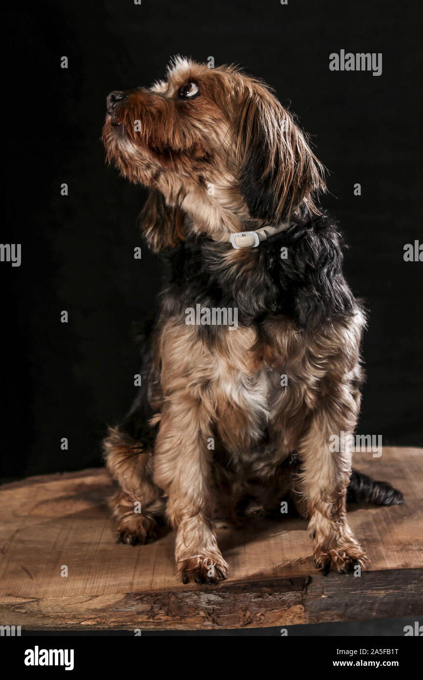 Dogs shot in Studio on black and natural backgrounds. Posing and ...