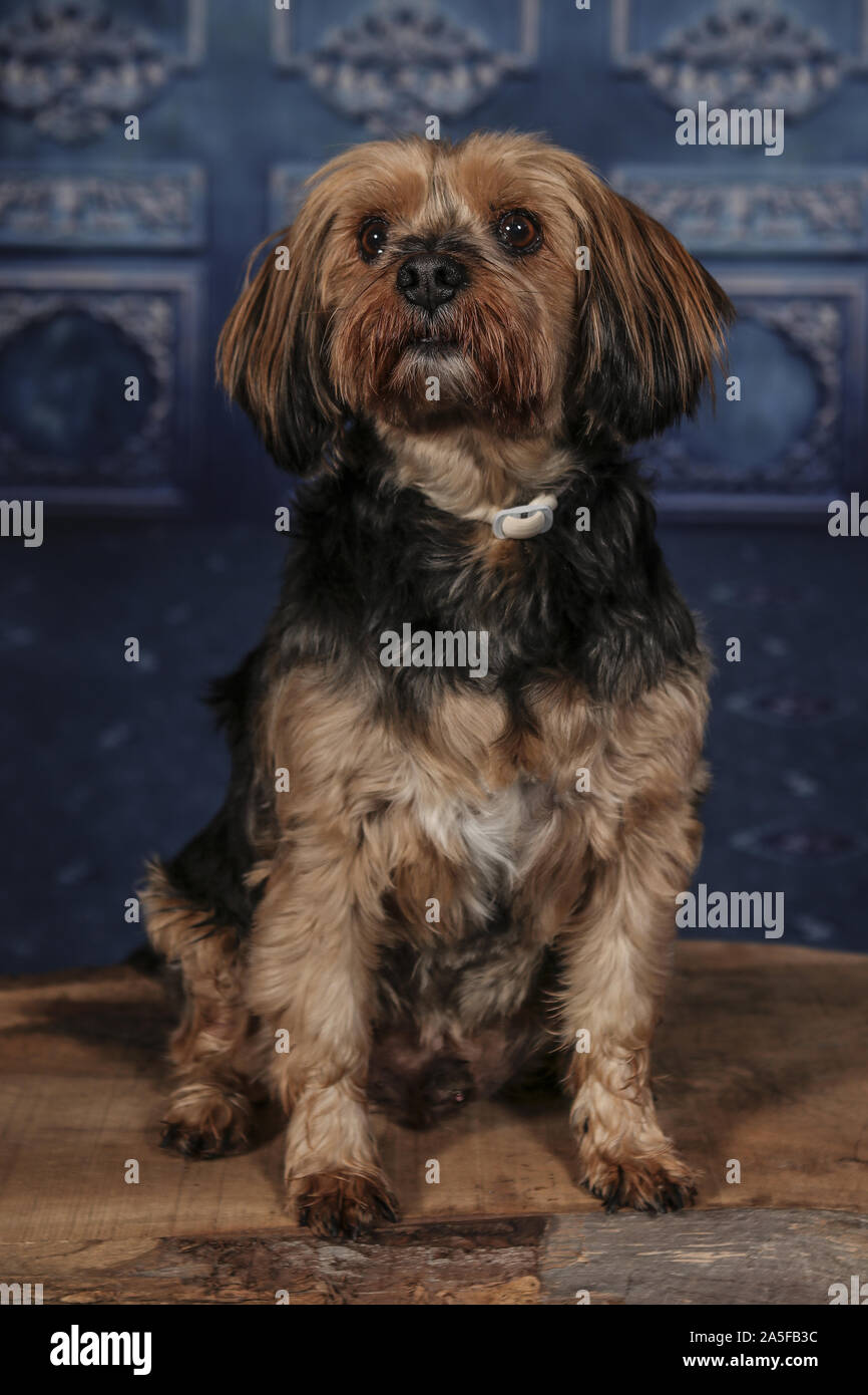 Dogs shot in Studio on black and natural backgrounds. Posing and ...