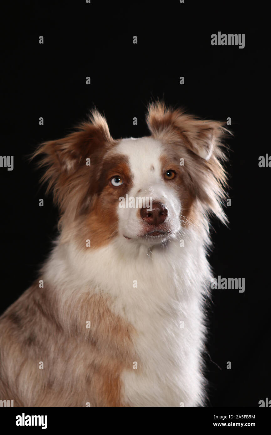 Dogs shot in Studio on black and natural backgrounds. Posing and ...