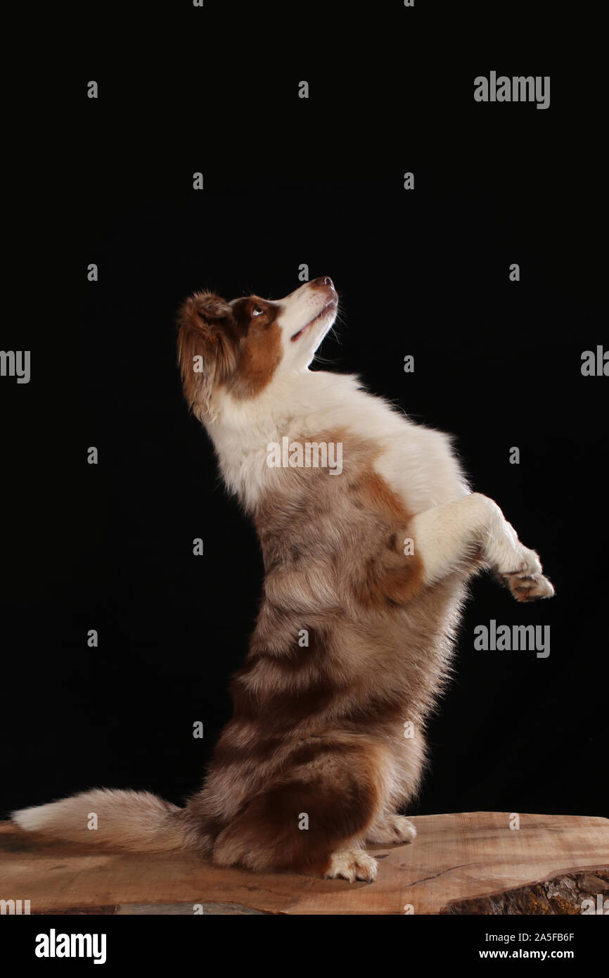 Dogs shot in Studio on black and natural backgrounds. Posing and ...