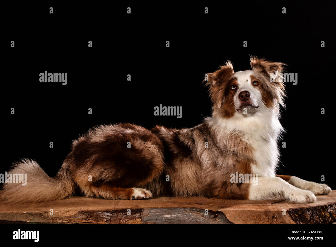 Dogs shot in Studio on black and natural backgrounds. Posing and ...