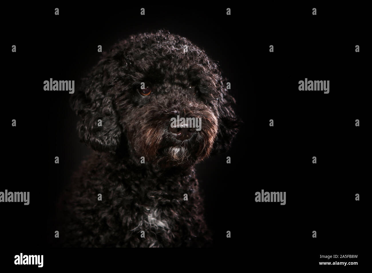 Dogs shot in Studio on black and natural backgrounds. Posing and ...