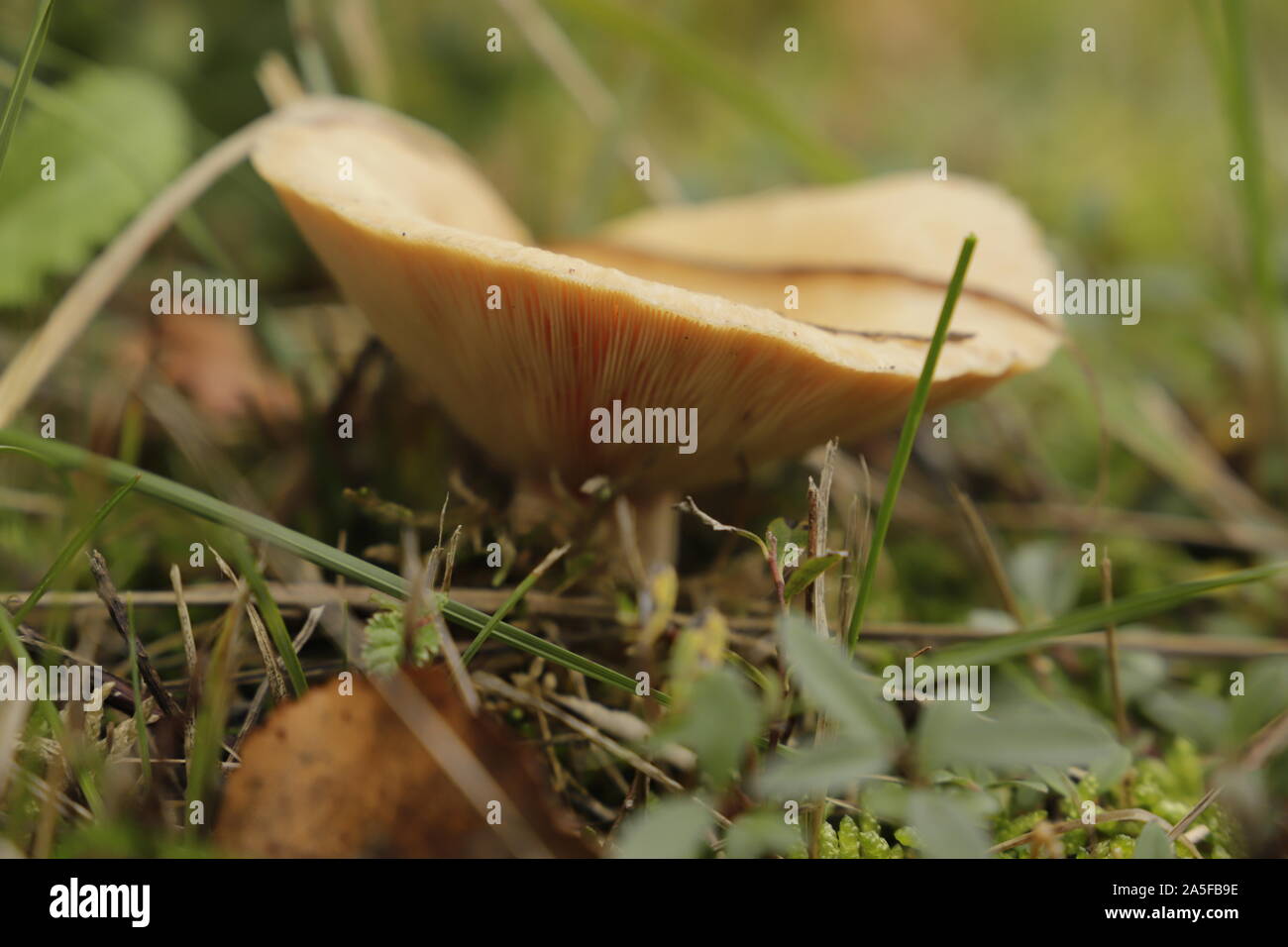 Rufous milkcap or Lactarius quietus fungus growing in the autumn in the ...