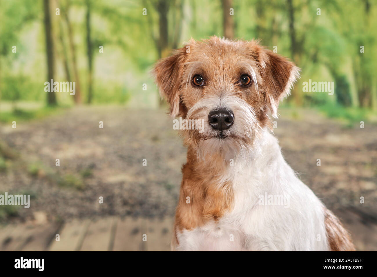 Dogs shot in Studio on black and natural backgrounds. Posing and ...