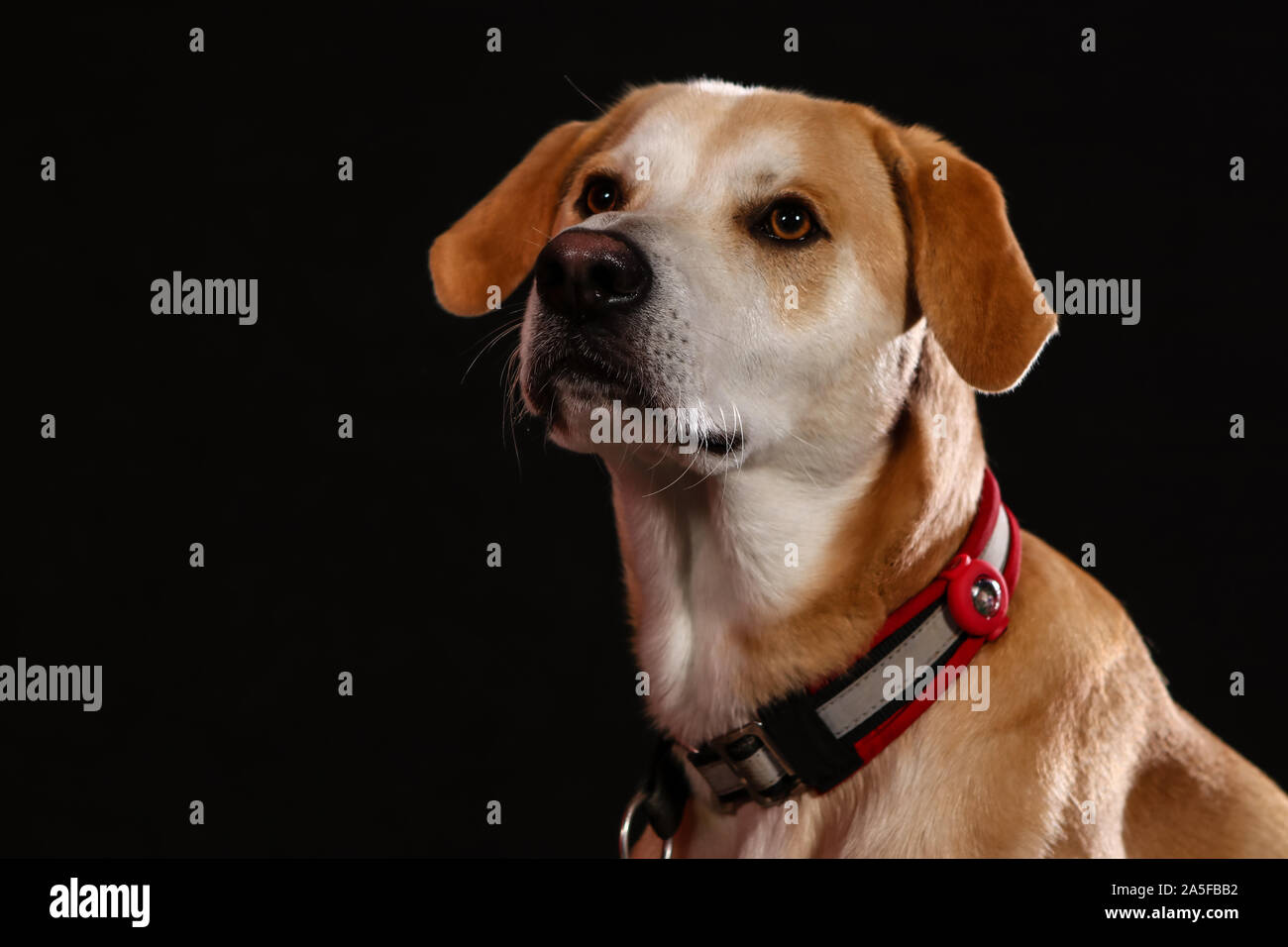 Dogs shot in Studio on black and natural backgrounds. Posing and ...