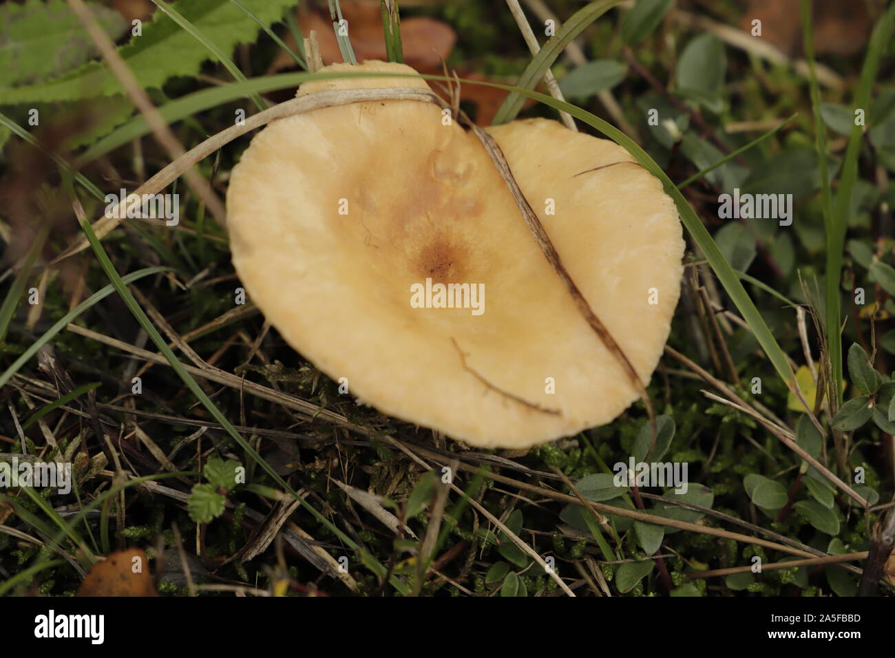Lactarius quietus hi-res stock photography and images - Alamy