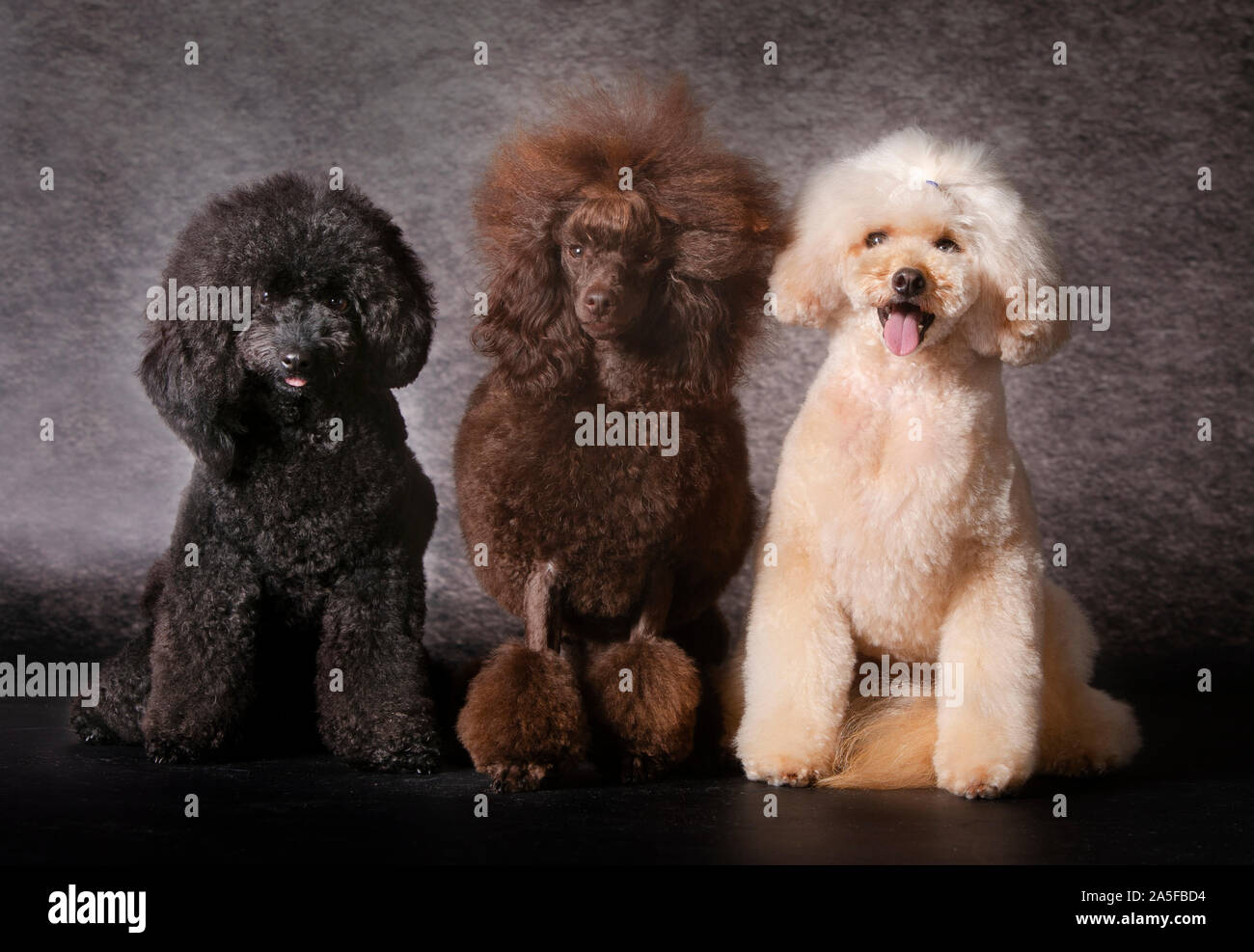 Three giant Poodle dog in studio with black background Stock Photo - Alamy